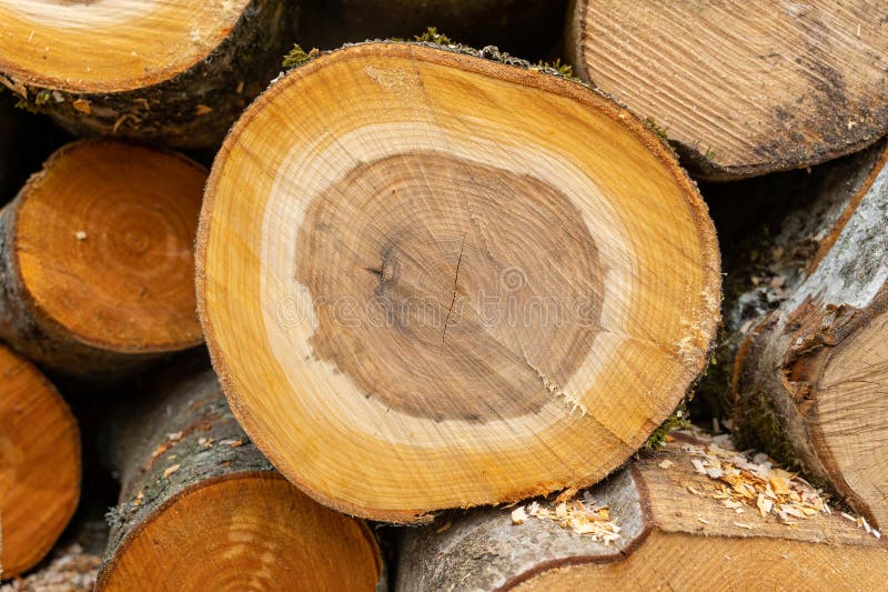 Side View of Stacked Pile of Fresh Sawn Thick Linden Wood Logs Stock ...