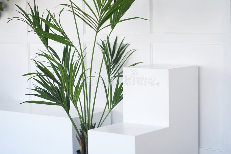 Side View, Stand Layout for Product Presentation. Minimal Concept Stock ...