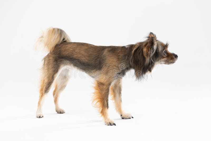 Side View of a Standing Dog Looking Ahead. Multi-breed Dog. Stock Image ...
