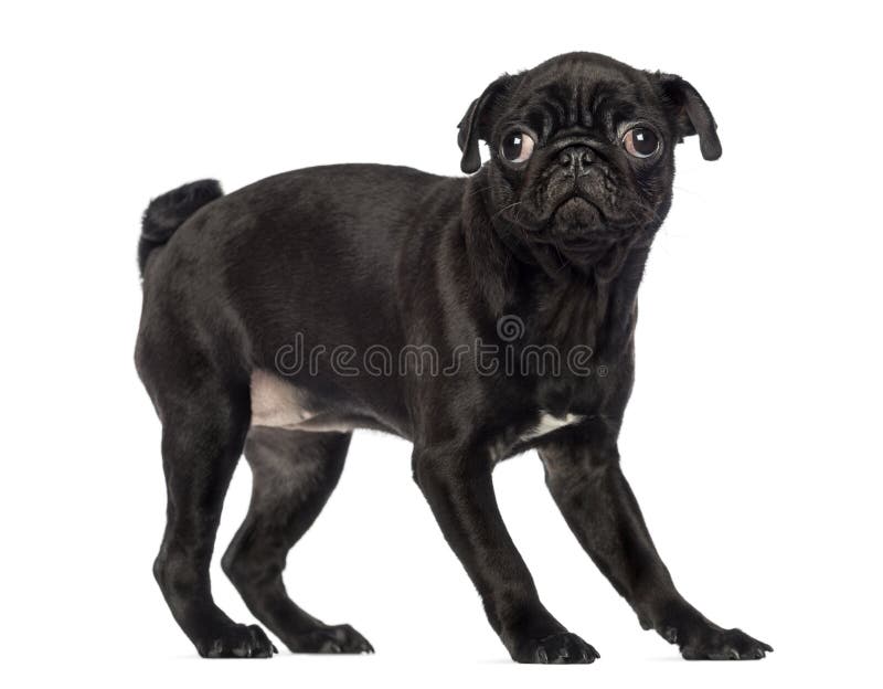 Side View of a Standing Pug Puppy Looking Afraid Stock Photo - Image of ...