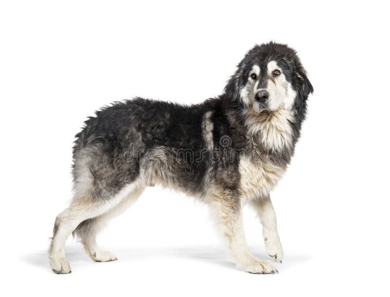 Side View of a Standing Sila Shepherd Looking Away, Isolated on White ...