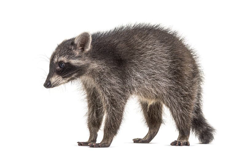 Side View of a Standing Young Raccoon, Isolated Stock Image - Image of ...