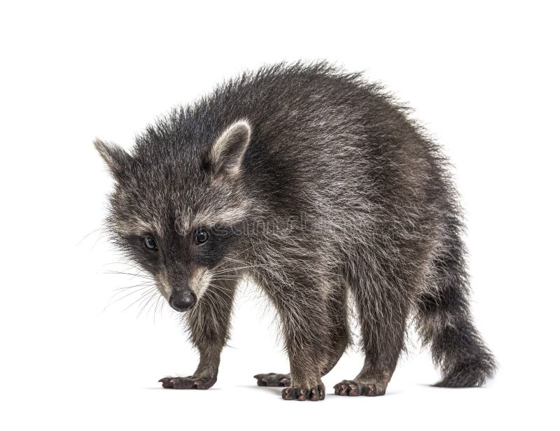 Side View of a Standing Young Raccoon, Isolated Stock Image - Image of ...