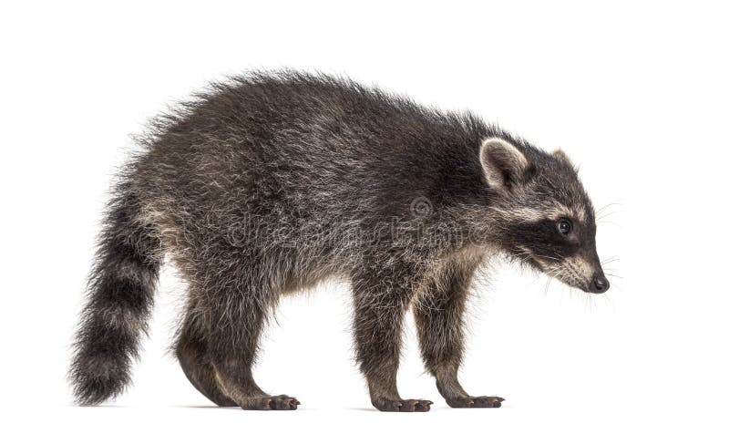 Side View of a Standing Young Raccoon, Isolated Stock Photo - Image of ...