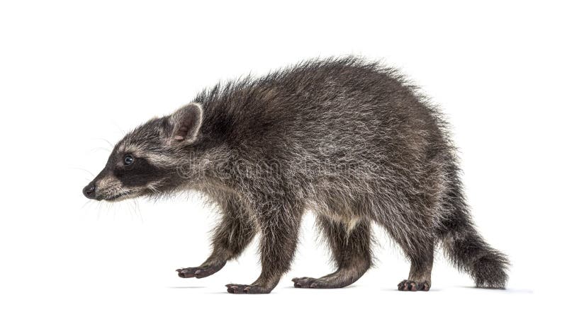 Side View of a Standing Young Raccoon, Isolated Stock Image - Image of ...