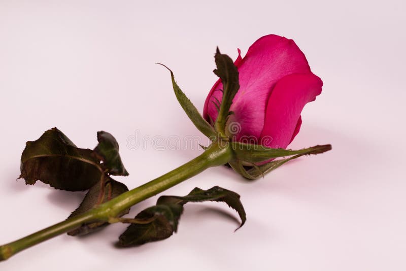 Side View of the Stem of a Lilac Rose with a Half-opened Bud Stock ...