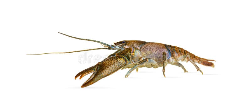 Side View of Stone Crayfish, Austropotamobius Torrentium, is a ...