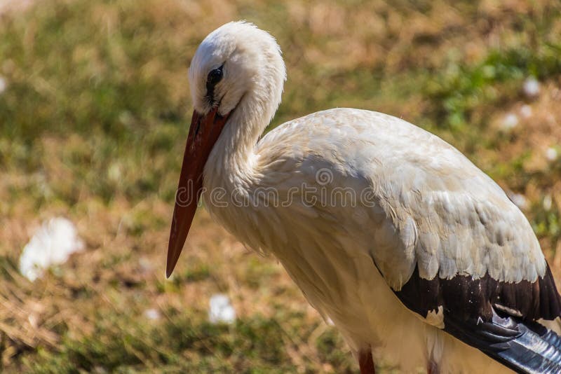 Side View of a Stork Sitting on the Grass Stock Photo - Image of ...