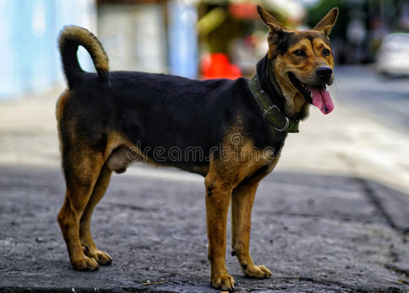 Side View of Street Dog in Vietnam Stock Photo - Image of retriever ...