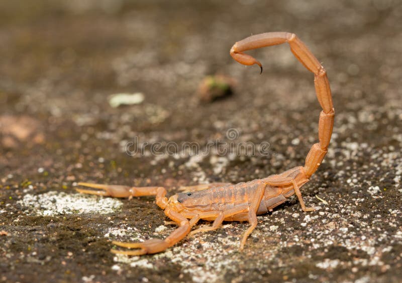 Striped Bark Scorpion stock photo. Image of ecology, florida - 39707060