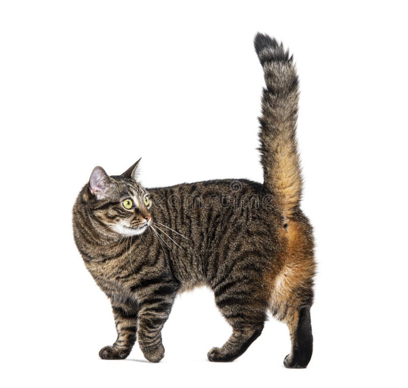 Side View of a Striped Tabby Crossbreed Cat Walking, Looking Back, Tail ...