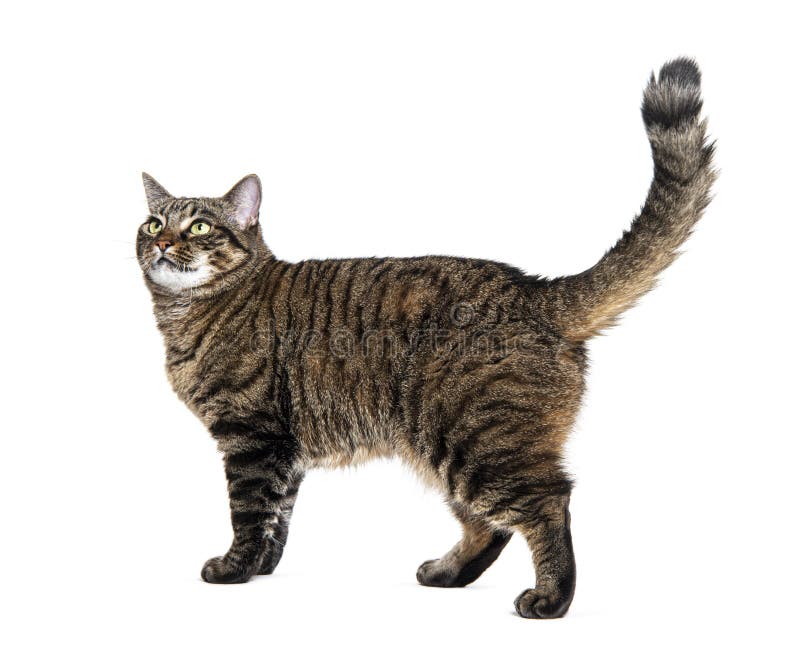 Cat Looking Back With Tail Up