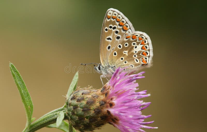 The Side View of a Stunning Common Blue Butterfly, Polyommatus Icarus ...