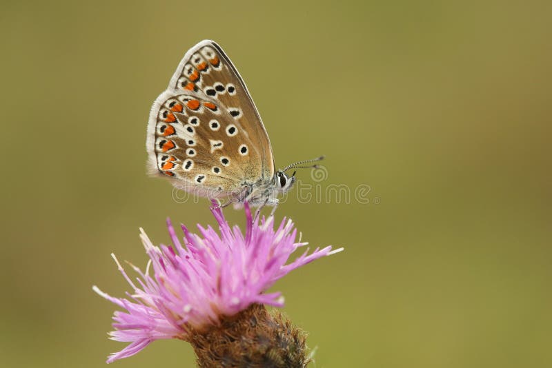The Side View of a Stunning Common Blue Butterfly, Polyommatus Icarus ...