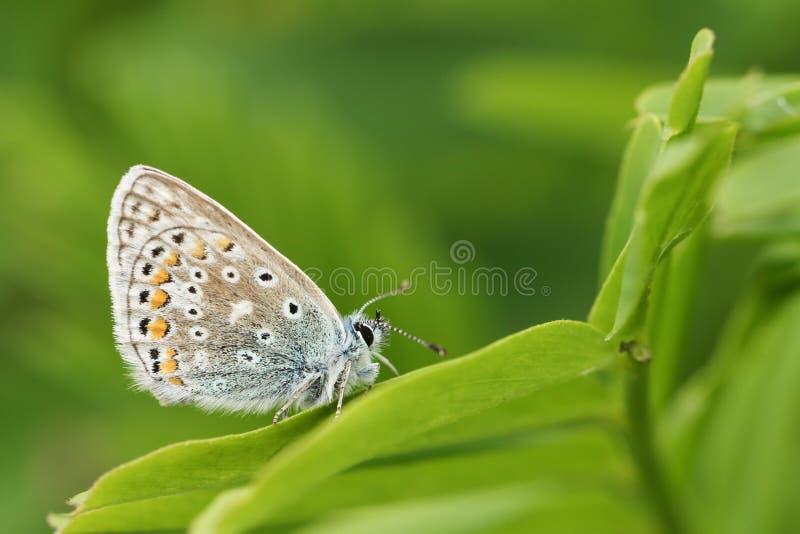 The Side View of a Stunning Common Blue Butterfly, Polyommatus Icarus ...