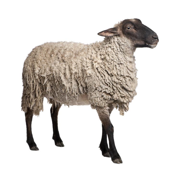 Side View Of A Suffolk Sheep - (6 Years Old) Stock Photo - Image: 9332144