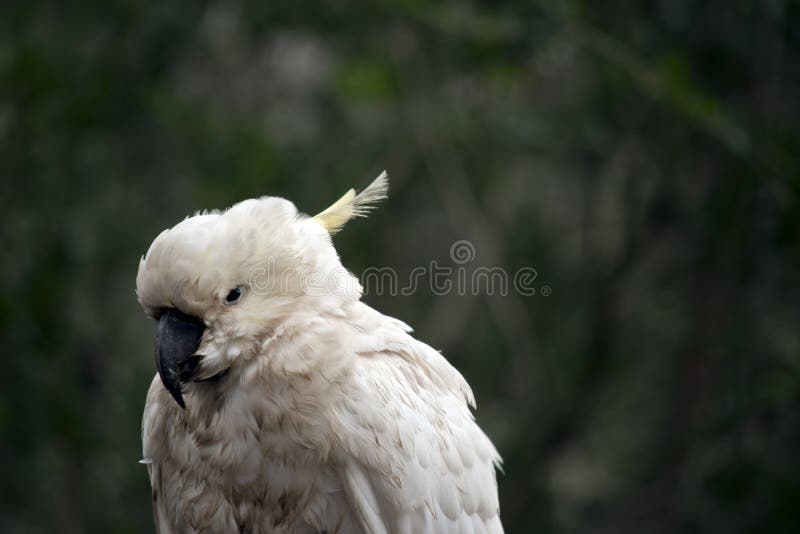 This is a Side View of a Sulphur Crested Cockatoo Stock Image - Image ...