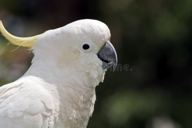 This is a Side View of a Sulphur Crested Cockatoo Stock Photo - Image ...