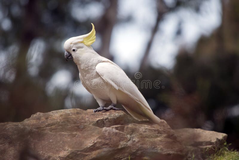 This is a Side View of a Sulphur Crested Cockatoo Stock Photo - Image ...