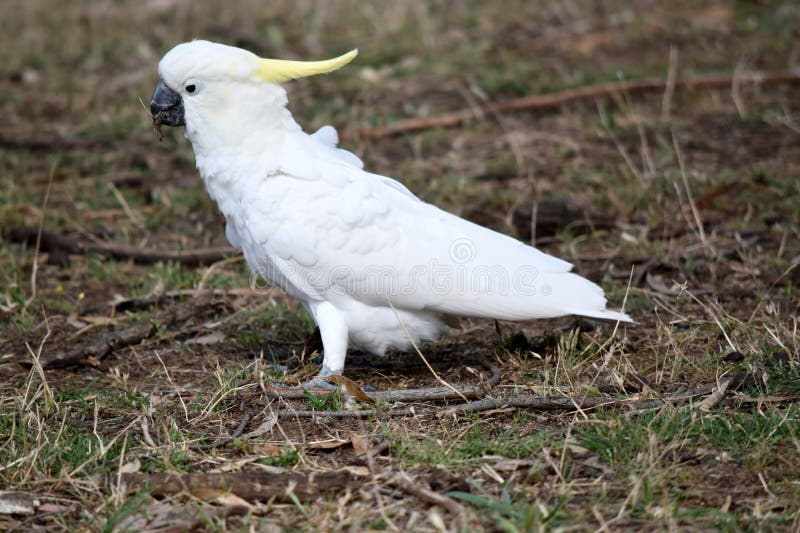 This is a Side View of a Sulphur Crested Cockatoo Stock Image - Image ...