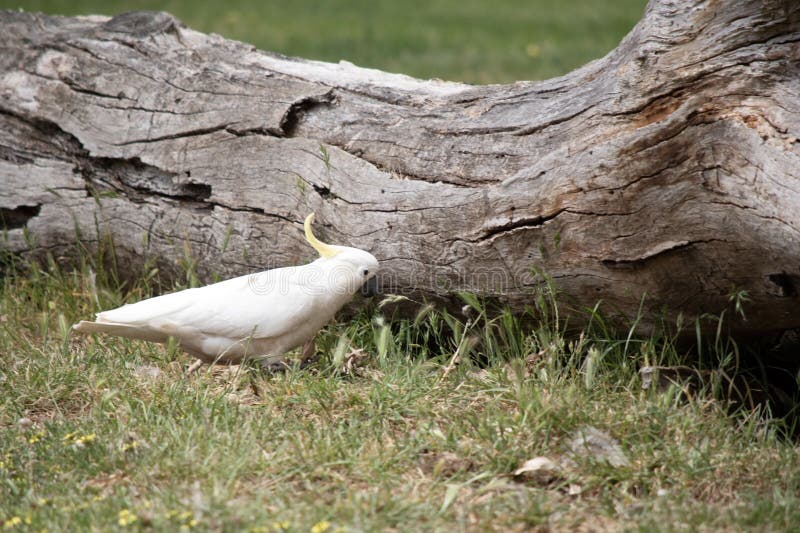 A Side View of a Sulphur Crested Cockatoo Stock Photo - Image of animal ...