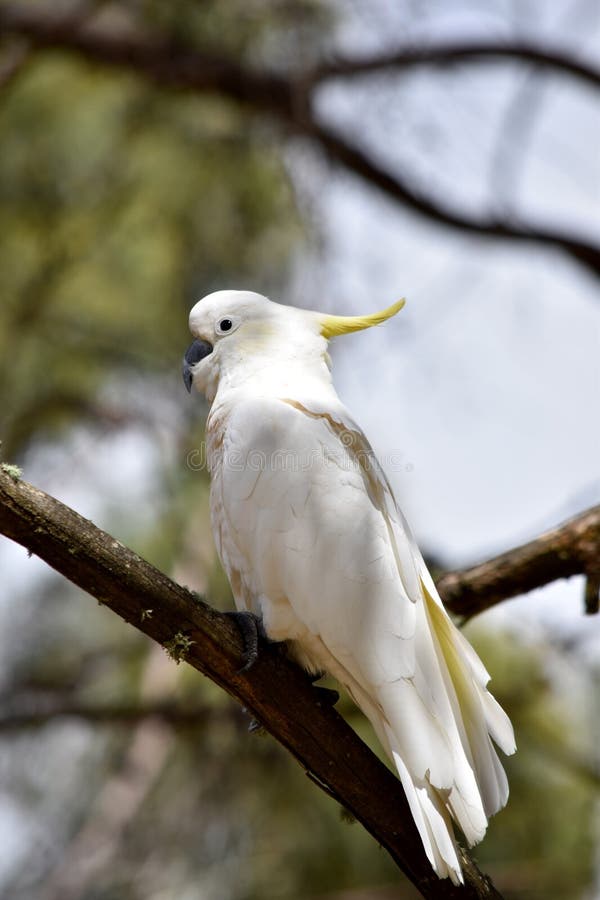 This is a Side View of a Sulphur Crested Cockatoo Stock Photo - Image ...