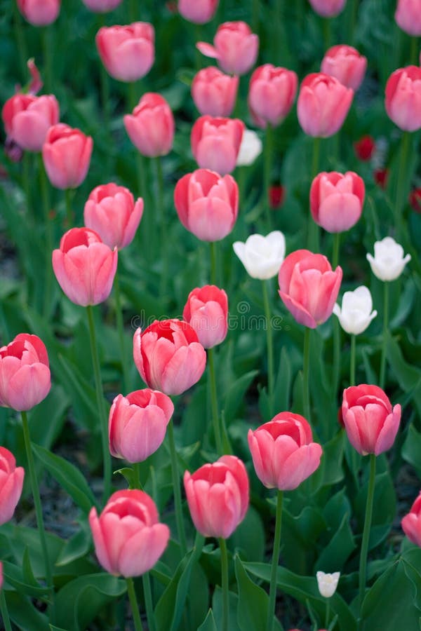 Pink Tulip is Lying between Female Knees and Tightly Pressed Hips Stock ...