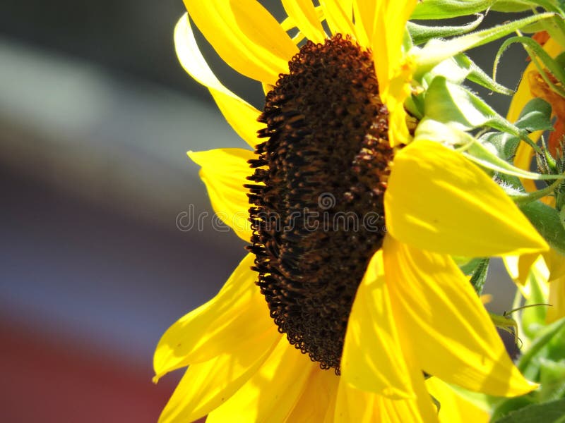 Side view of Sunflower stock photo. Image of close, view - 152014186