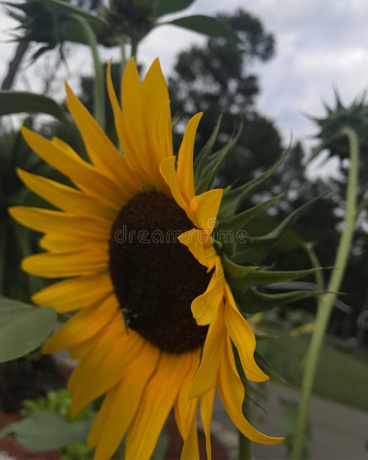 Sunny flower stock photo. Image of sunny, flower, view - 105134496