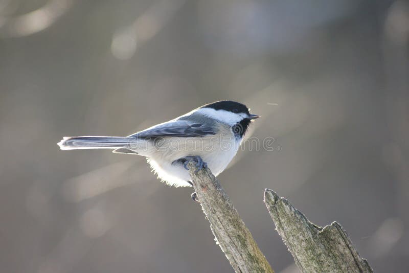 Side view chickadee. stock photo. Image of capped, outdoors - 109293716