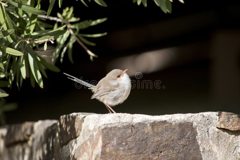 This is a Side View of a Superb Fairy Wren Stock Image - Image of view ...
