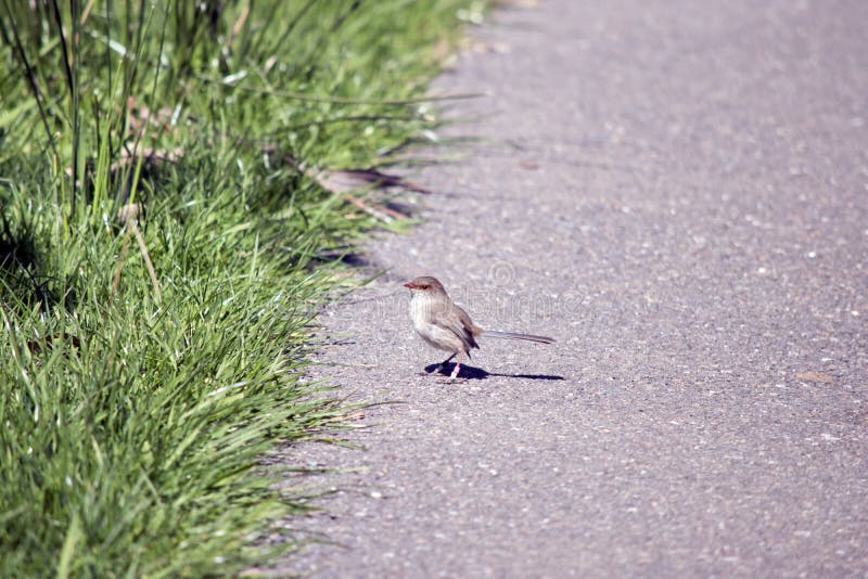 This is a Side View of a Supurb Fairy Wren on a Path Stock Image ...