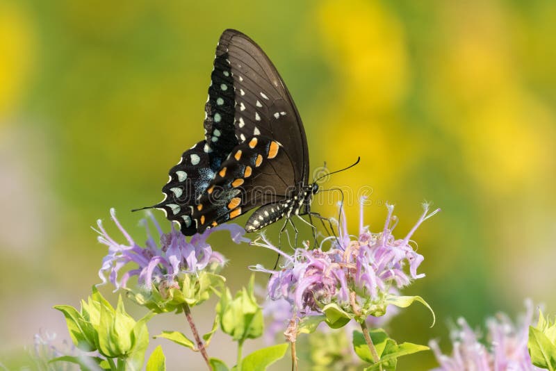 A Side View of Swallowtail Butterfly Perched on Pink Wildflowers Stock ...