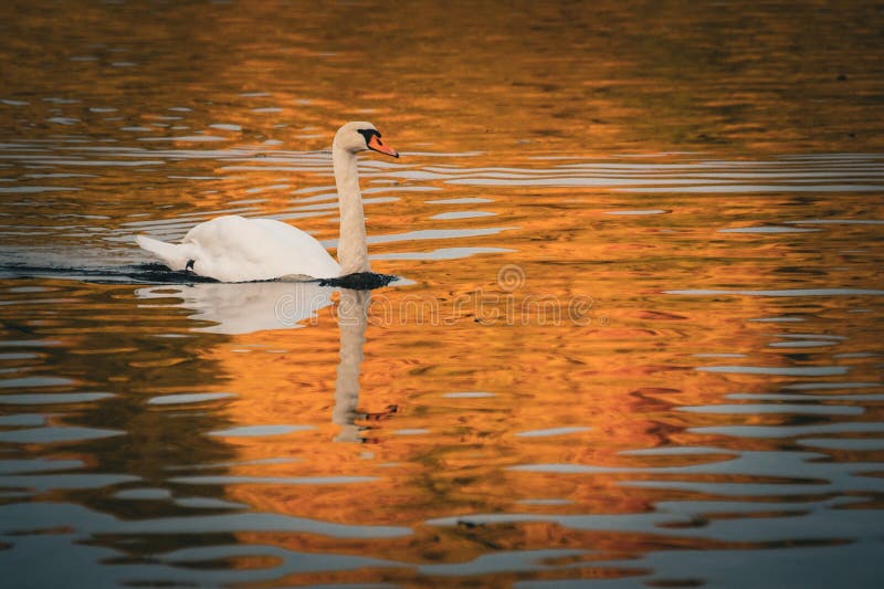 Side View of Swan Swimming in Lake Stock Photo - Image of person, water ...