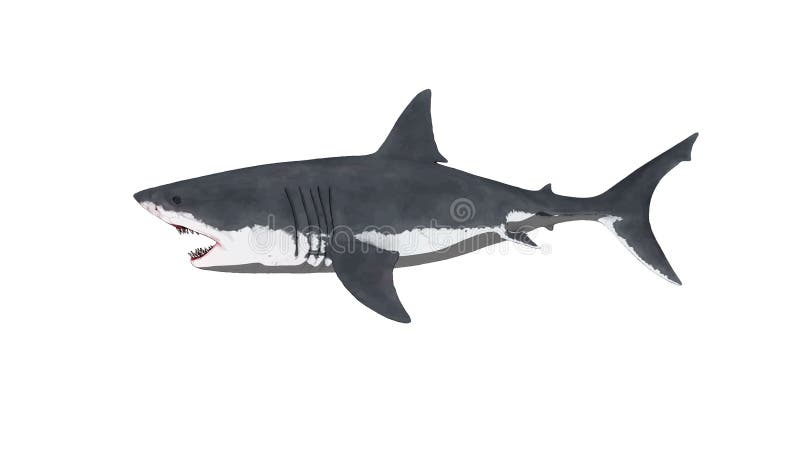 4k Shark Swimming Right Side To the Lift Side on Chroma-key Stock ...