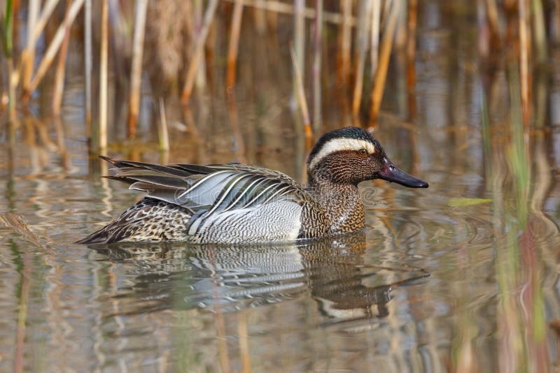 Garganey duck female stock photo. Image of garganey - 129255092
