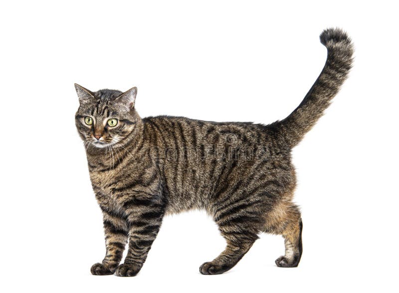 Side View of a Tabby Crossbreed Cat Standing, Isolated on White Stock ...