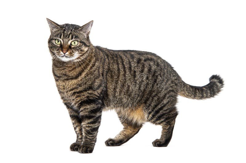 Side View of a Tabby Crossbreed Cat Standing, Isolated on White Stock ...