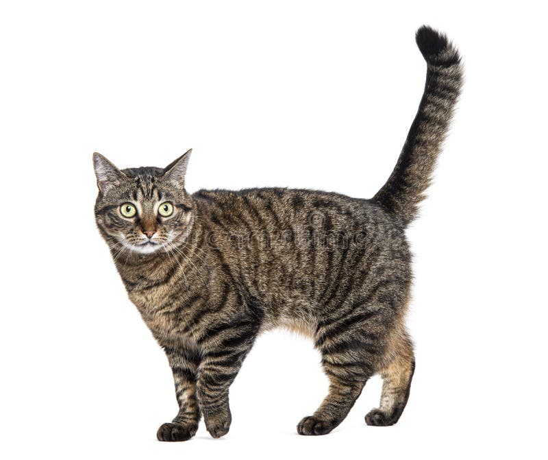 Side View of a Tabby Crossbreed Cat Walking and Looking at Camera ...