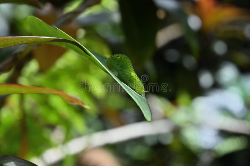 Side View of a Tailed Green Jay Caterpillar Sitting on Top of a Leaf ...