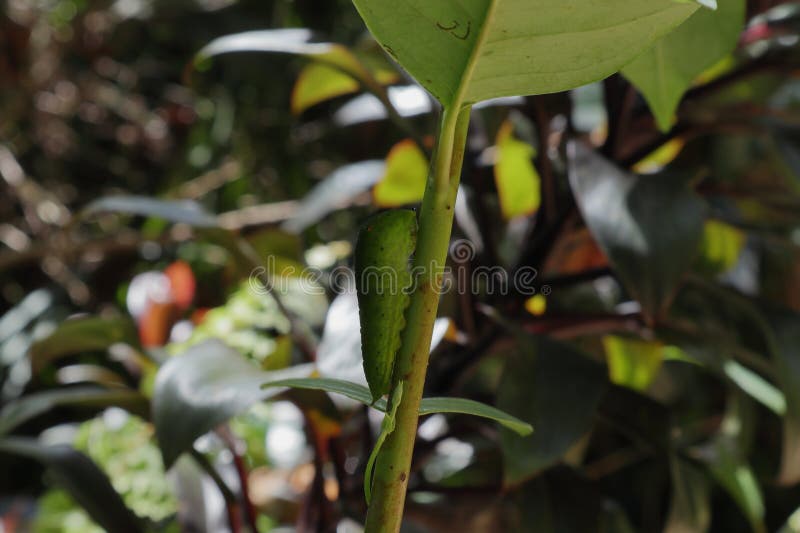 Side View of a Tailed Green Jay Caterpillar Sitting Vertically on a ...