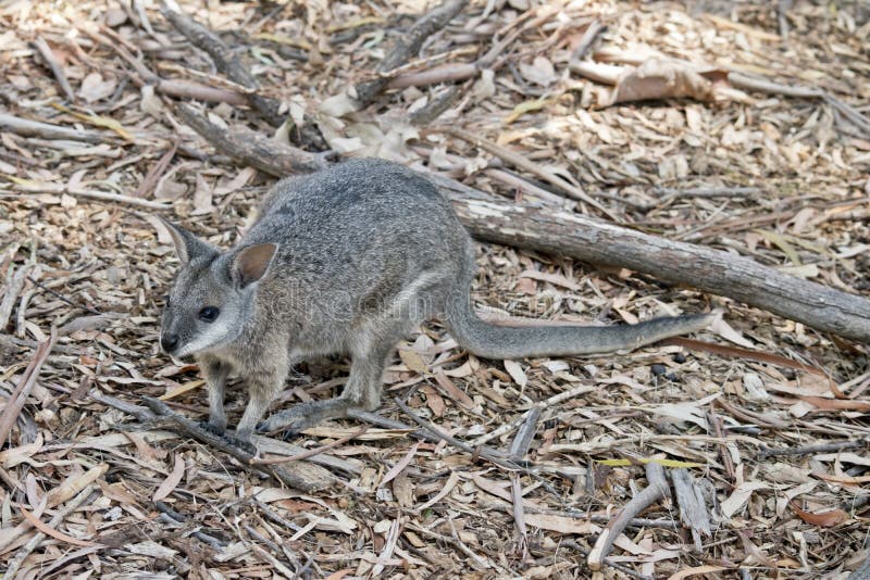 The Tammar Wallaby is Foraging for Food Stock Image - Image of brown ...