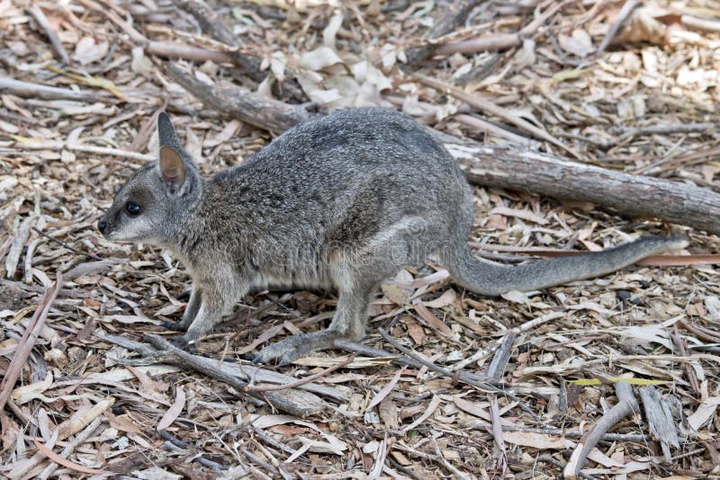 The Tammar Wallaby is Foraging for Food Stock Image - Image of brown ...
