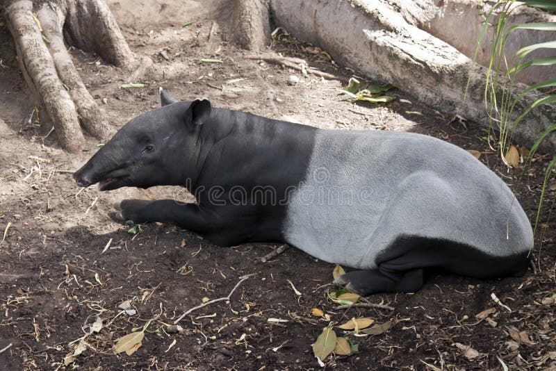 Tapir is resting stock image. Image of snout, grey, brown - 117682729