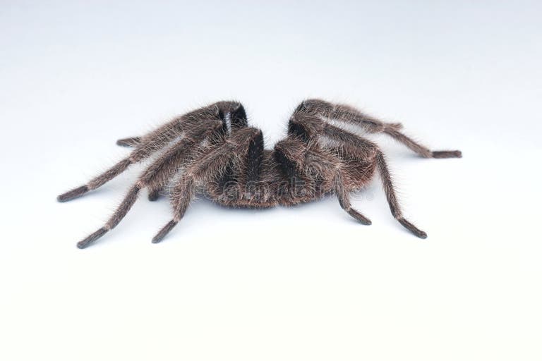 Side View Tarantula Spider Stock Photos - Free & Royalty-Free Stock ...