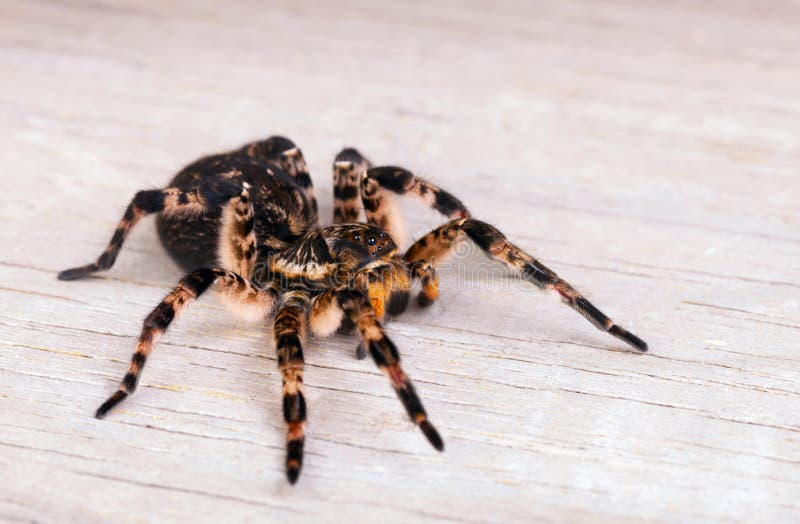 Tarantula side view stock photo. Image of dangerous, poisonous - 23367228