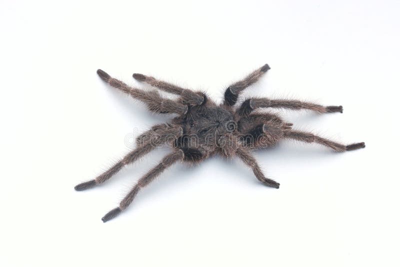 Tarantula side view stock photo. Image of dangerous, poisonous - 23367228