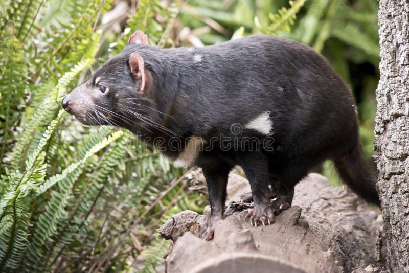 A Tasmanian devil stock photo. Image of tail, australia - 125380628