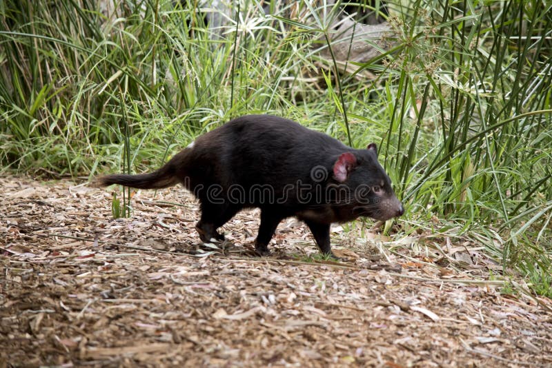 This is a Side View of a Tasmanian Devil Stock Image - Image of fangs ...