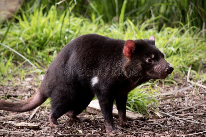 This is a Side View of a Tasmanian Devil Stock Photo - Image of mouth ...